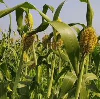 Jowar Price Today (27 May) in India — ₹3,250/Quintal | ACROP AI