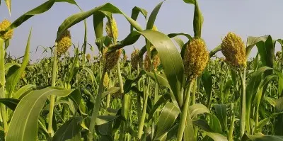 Jowar Price Today (27 May) in India — ₹3,250/Quintal | ACROP AI